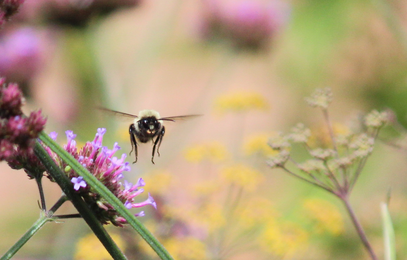 Bee in Henry Ford Birthplace Park, Dearborn, MI | Shutterbug
